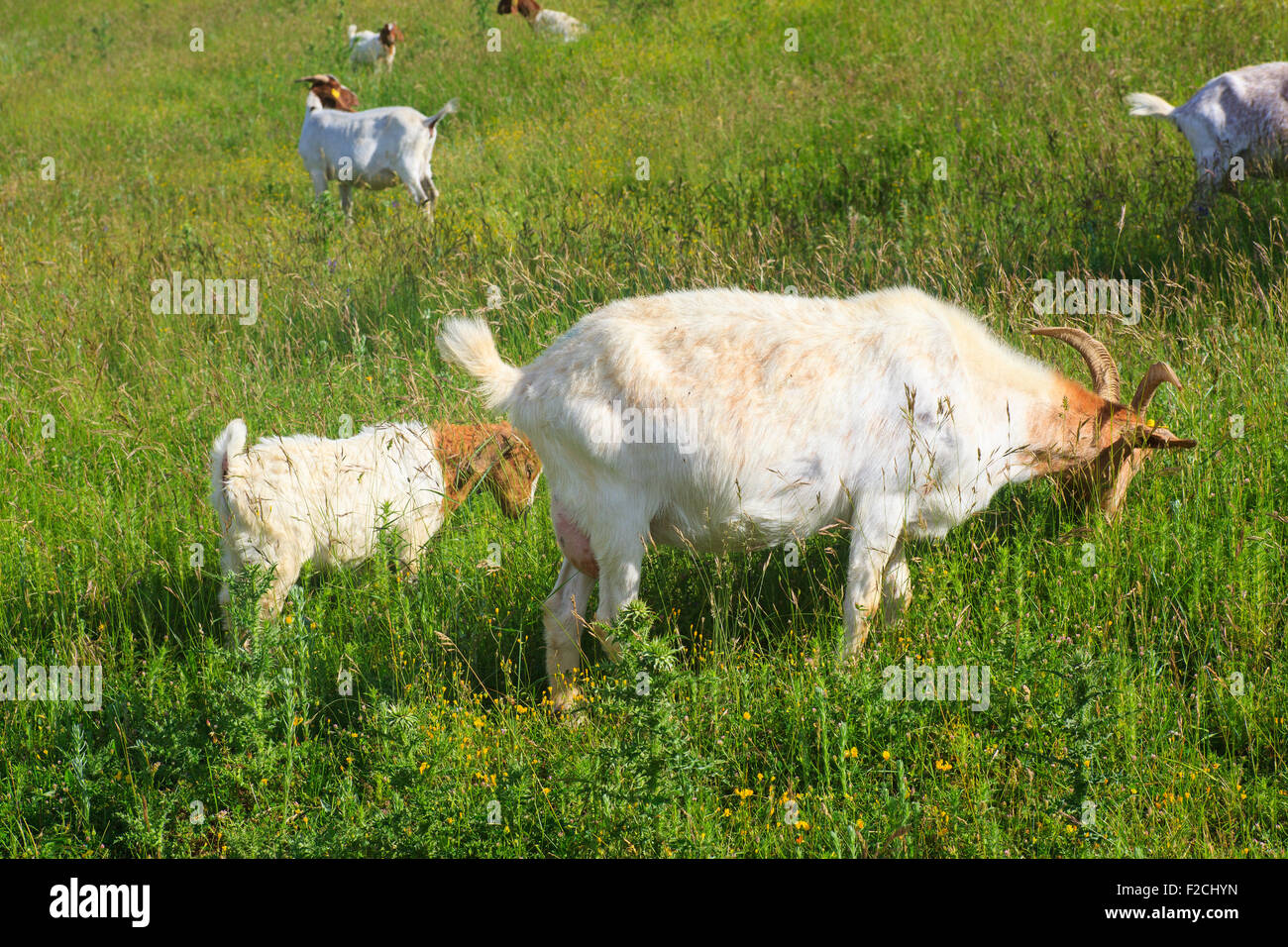 Goats grazing in the green countryside Stock Photo - Alamy
