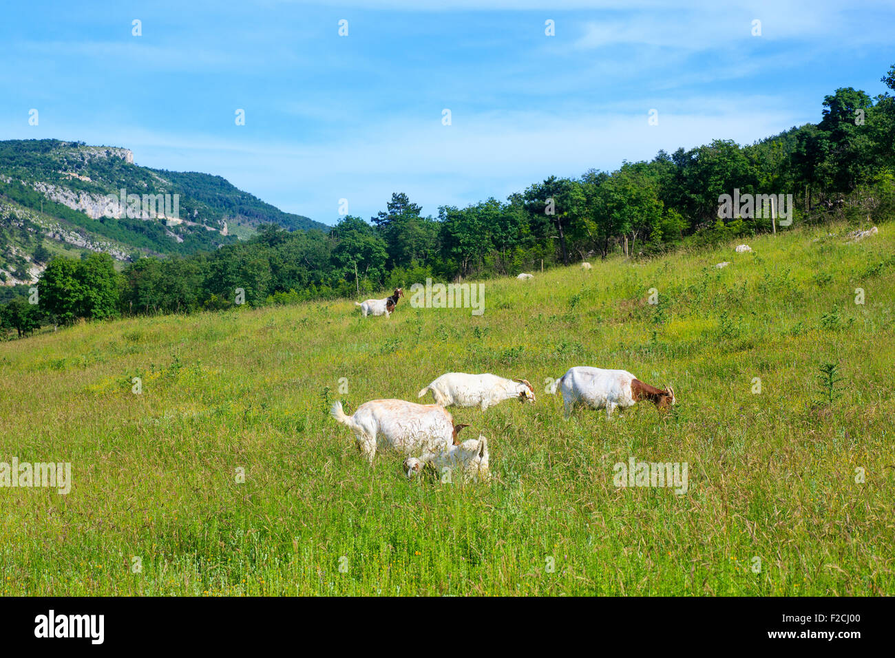 Goat grazing in the green countryside Stock Photo - Alamy