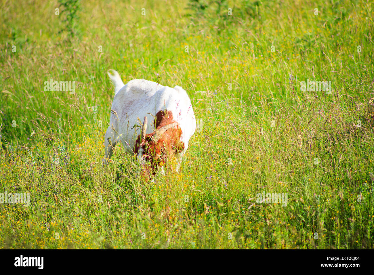 Goat grazing in the green countryside Stock Photo - Alamy