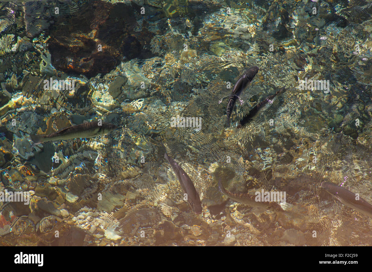 Underwater dive view hi-res stock photography and images - Alamy