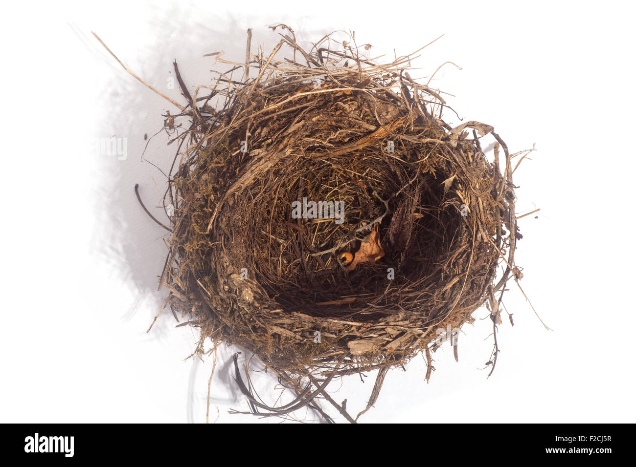 Close up abandoned nest hi-res stock photography and images - Alamy