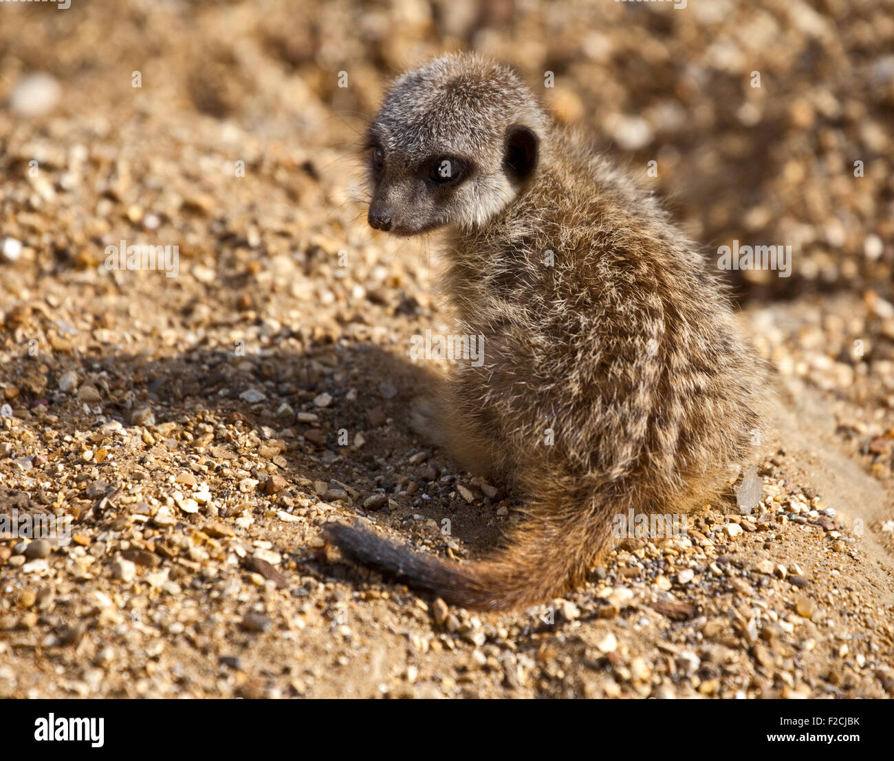 Baby Slender Tailed Meerkat (suricata suricatta Stock Photo - Alamy