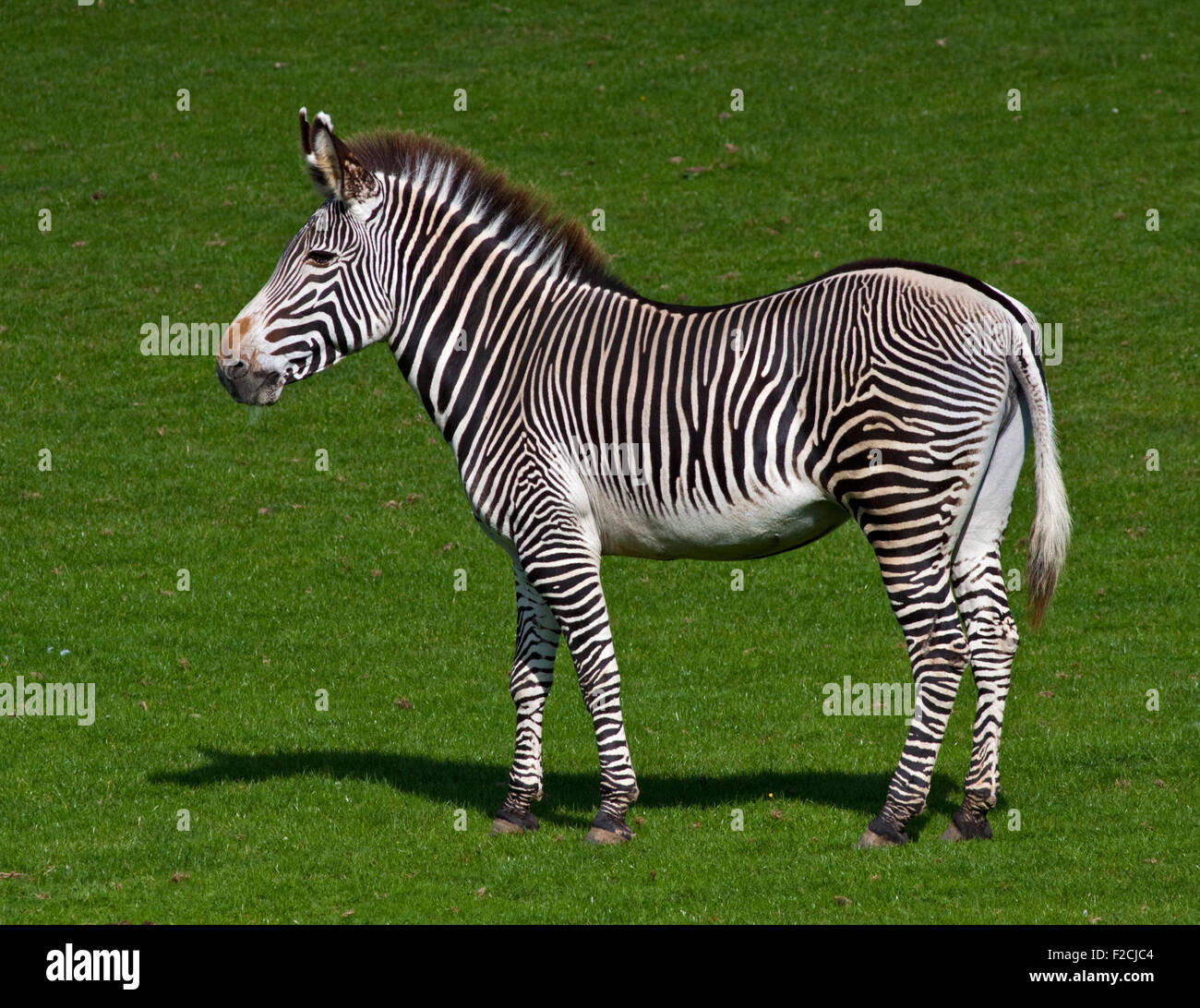 Zebra hi-res stock photography and images - Alamy