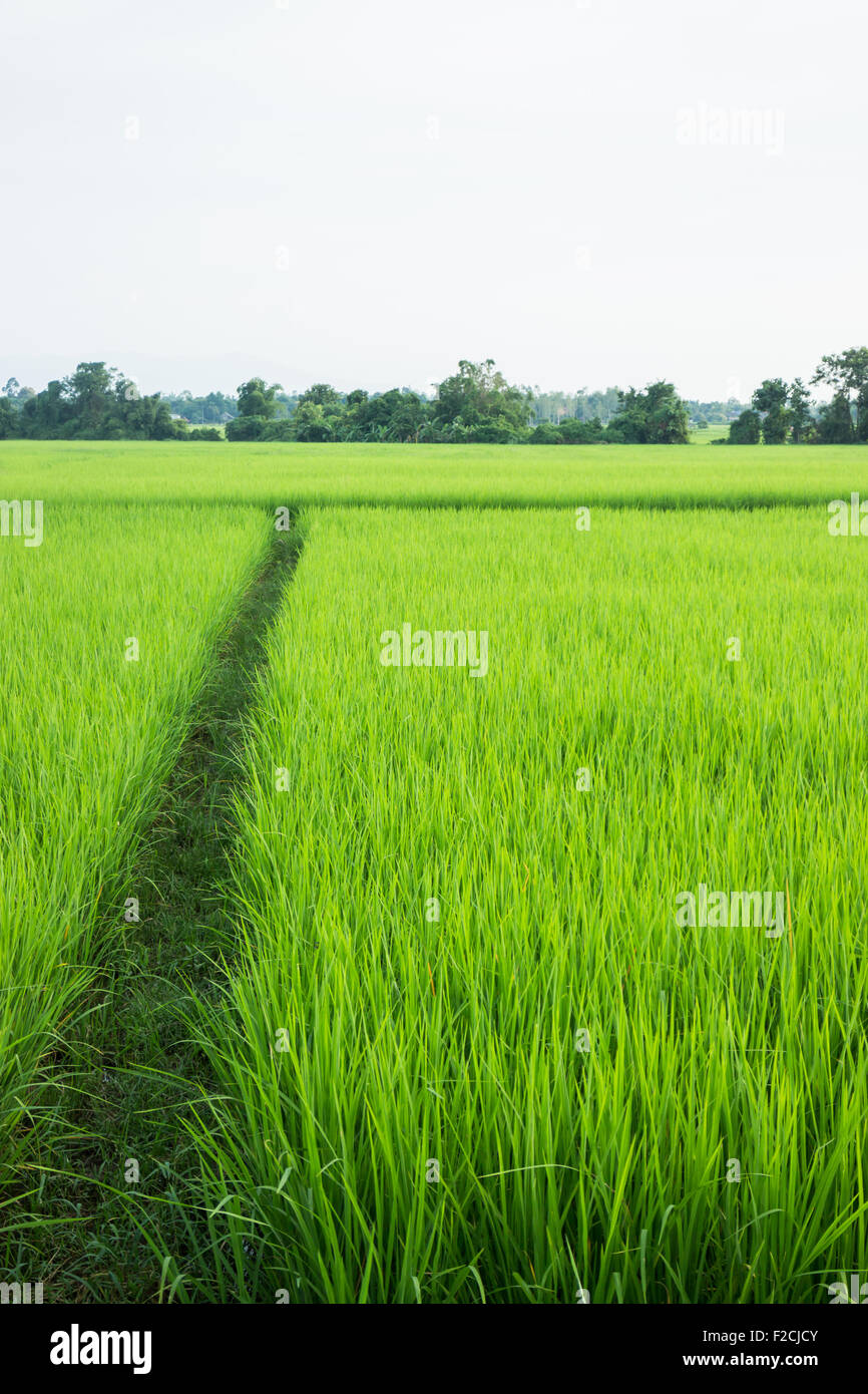 Rural rice field green grass, stock photo Stock Photo - Alamy