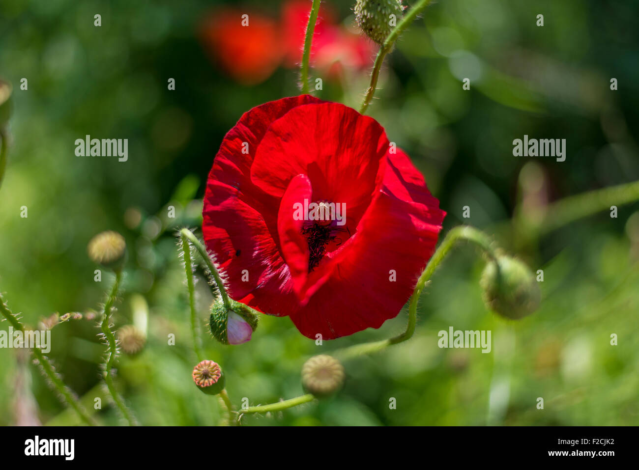 Shallow depth of field photograph of wild red poppies growing amongst ...