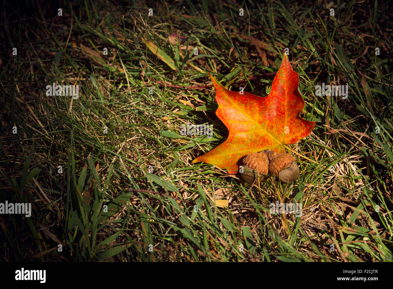 Single fall leaf Stock Photo - Alamy