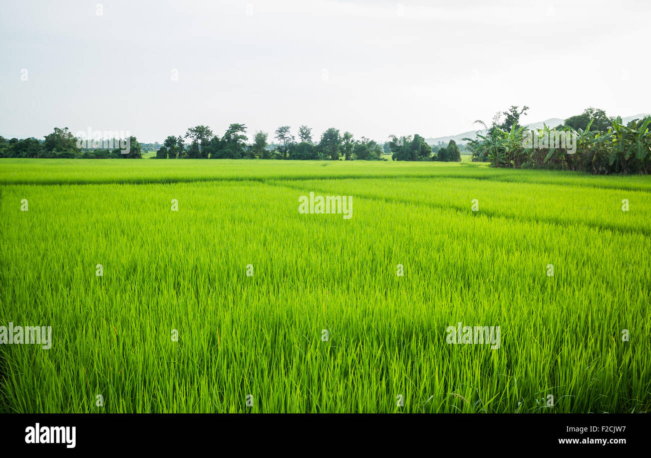 Rural rice field green grass, stock photo Stock Photo - Alamy