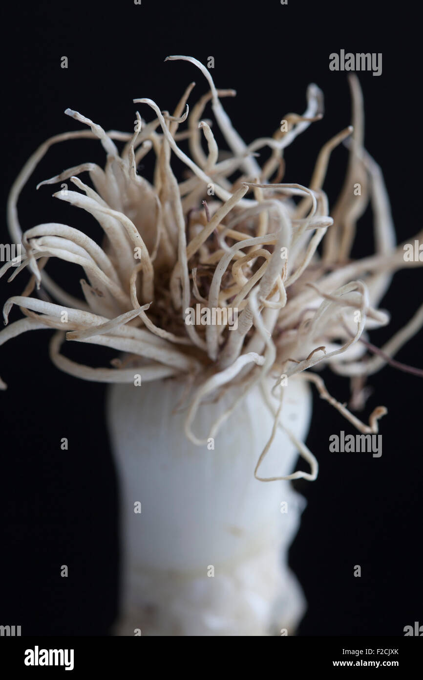 close-up of roots of green onion on a black background Stock Photo - Alamy