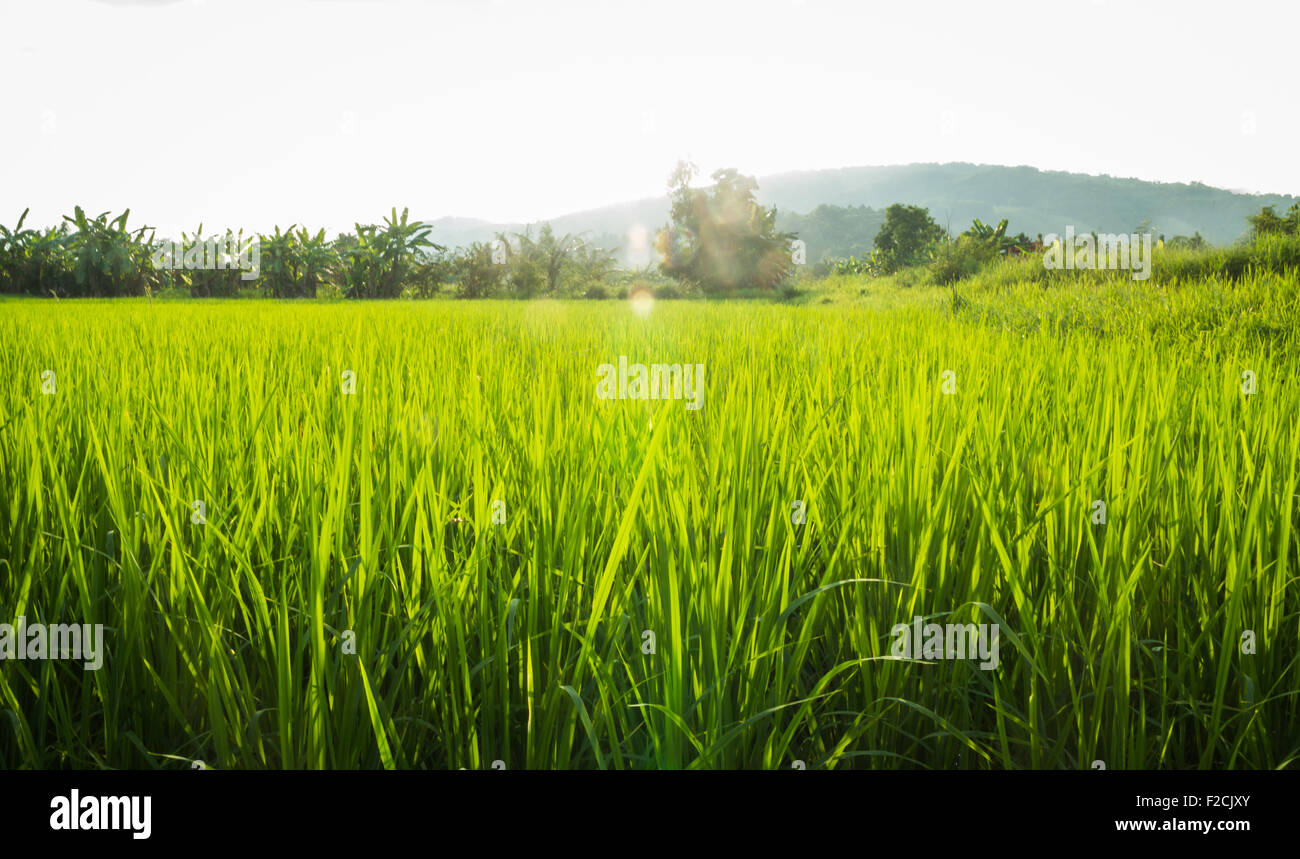 Rural rice field green grass, stock photo Stock Photo - Alamy