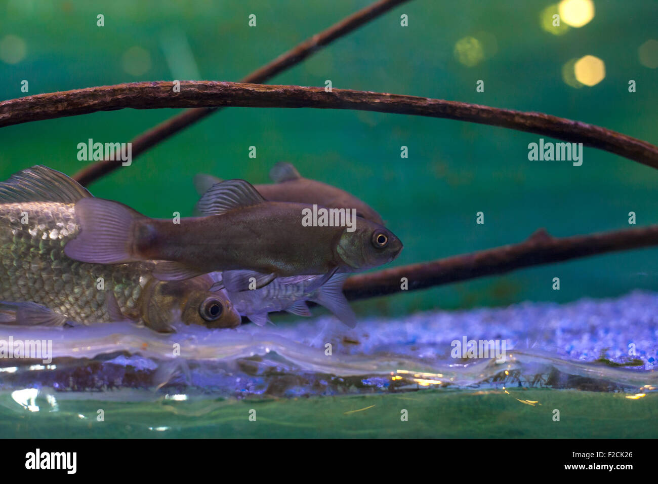 Close up of fish in the aquarium Stock Photo - Alamy