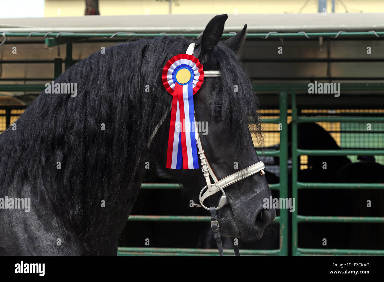 Award winning friesian stallion during celebration Stock Photo - Alamy