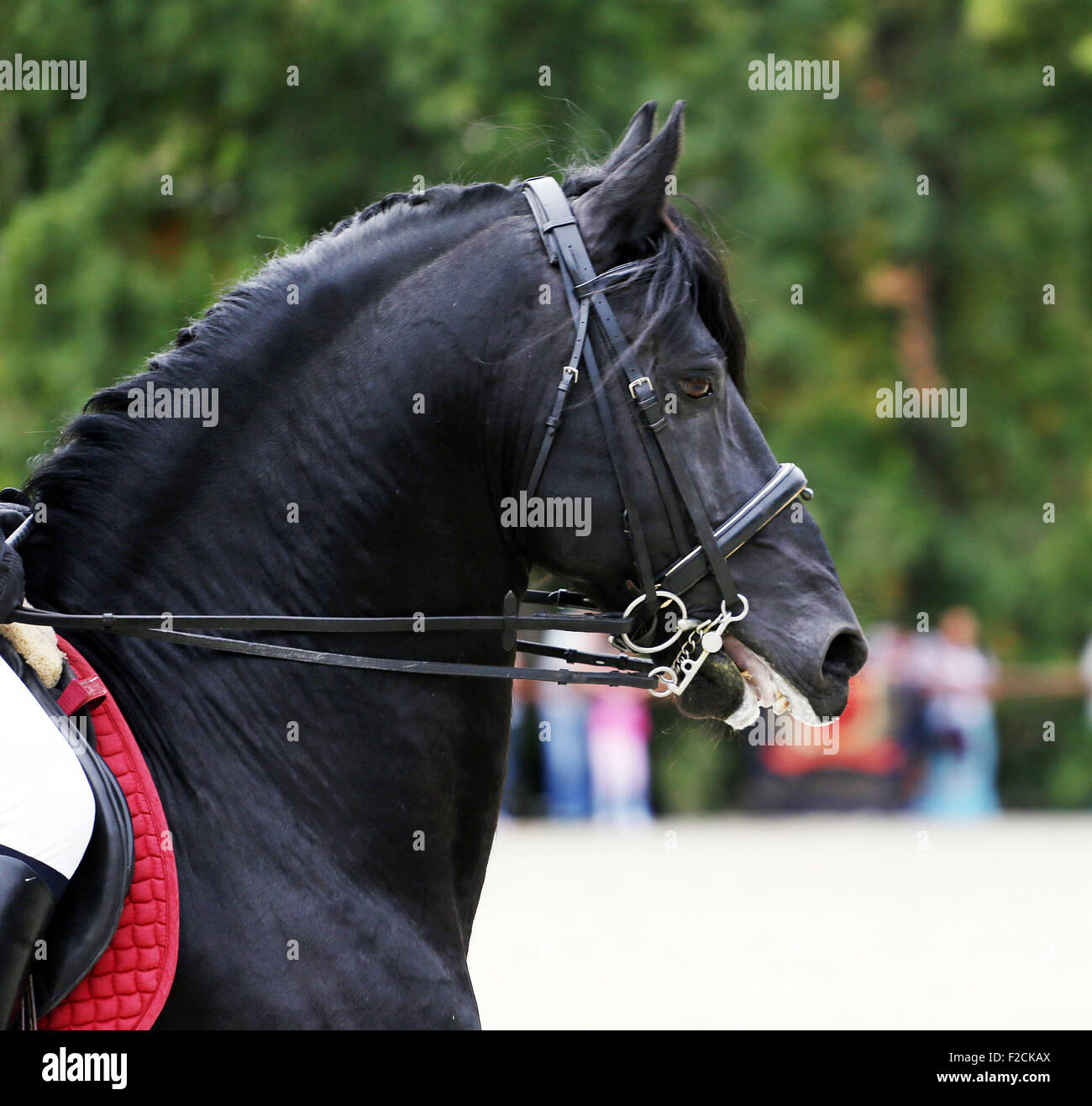 Friesian thoroughbred hi-res stock photography and images - Alamy