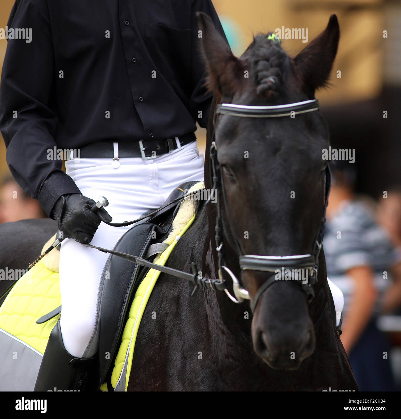 Male horse rider riding on a black friesian dressage horse Stock Photo ...