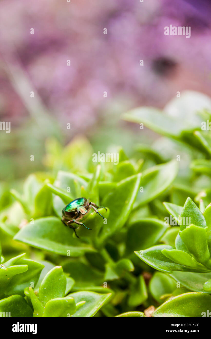 The family Scarabaeidae as currently defined consists of over 30,000 ...