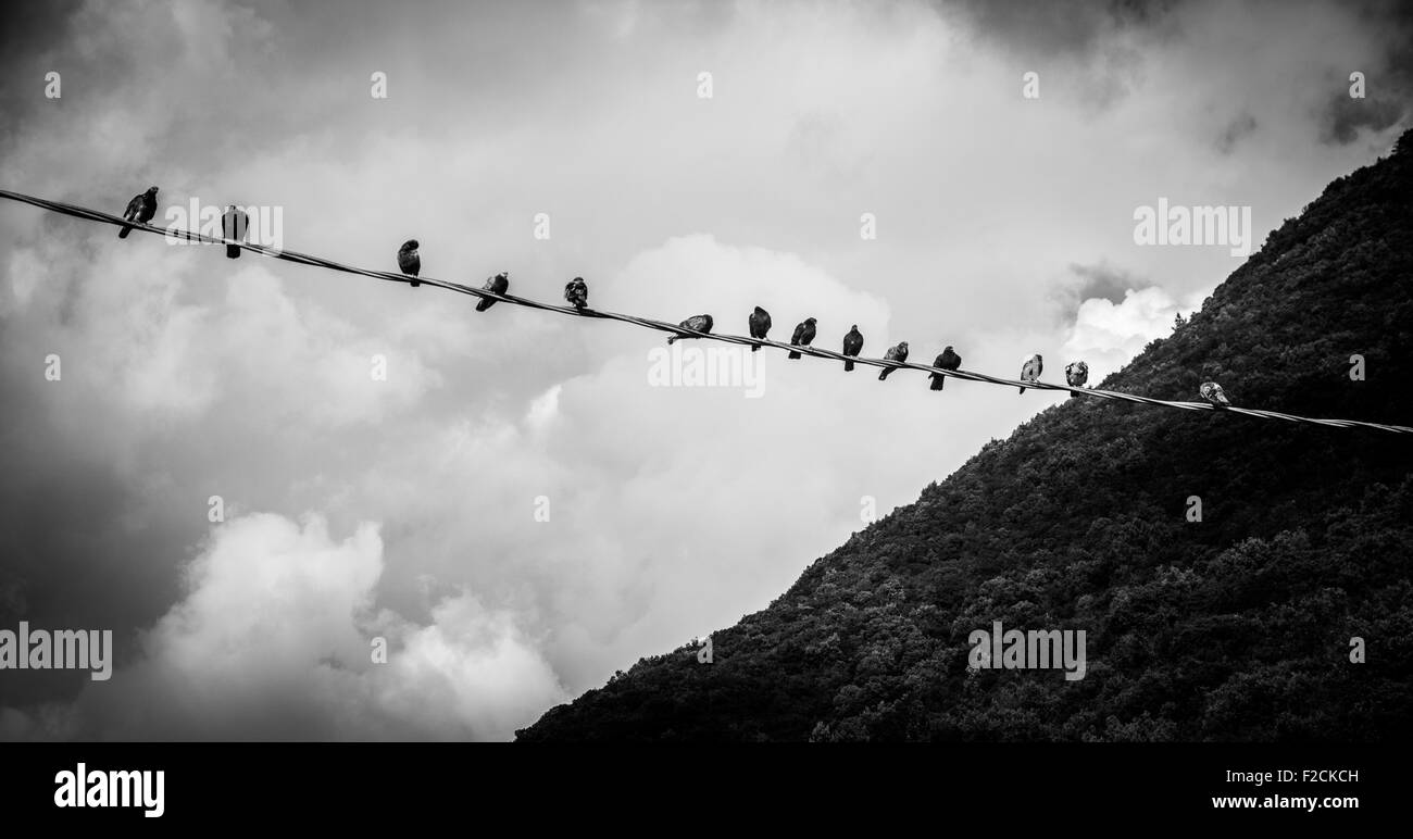 Group of birds on a line Stock Photo - Alamy