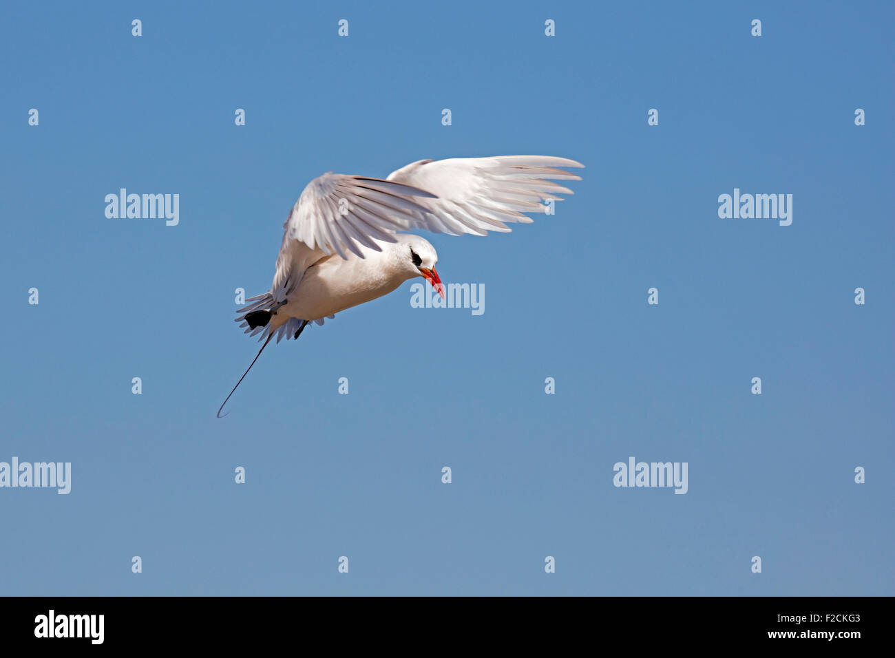Red-tailed tropicbird (Phaethon rubricauda) in flight, Nosy Ve ...