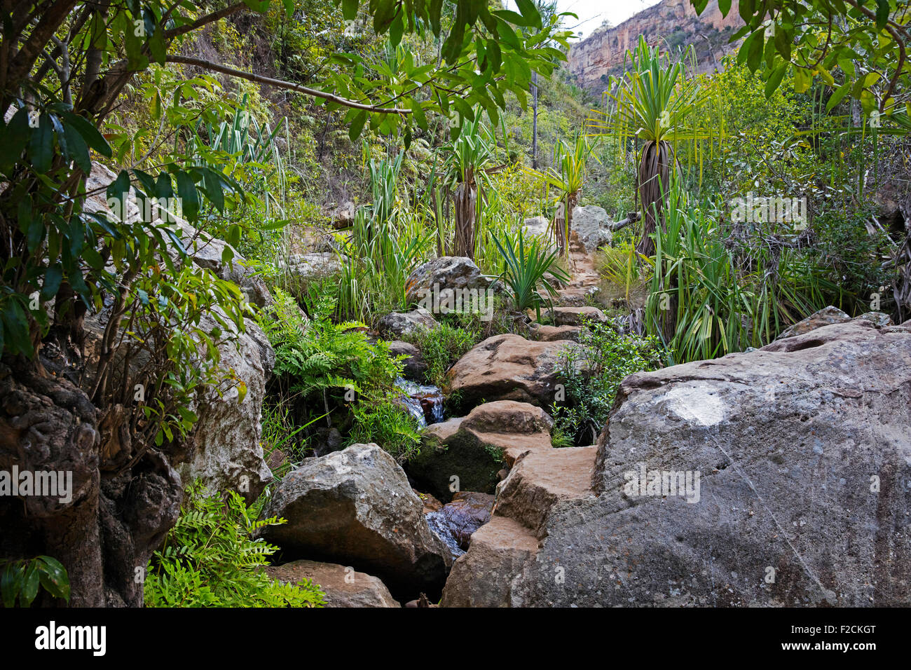 Path along river through dense vegetation in canyon in Isalo National ...