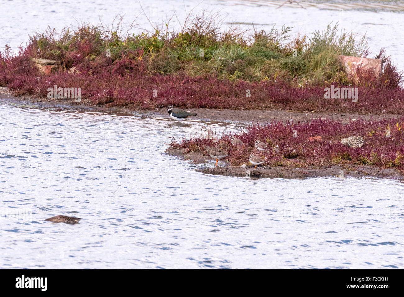 A group of Ringed Plovers against the red glasswort of salt marsh at ...