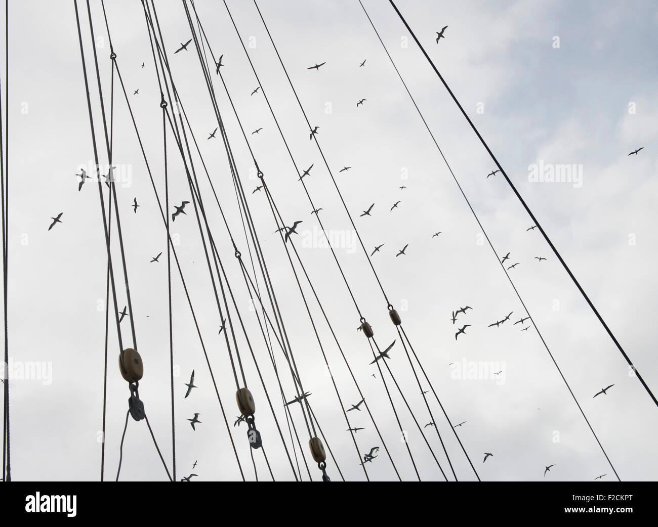 Boreray is an island way off the Outer Hebrides Scotland-and home to ...