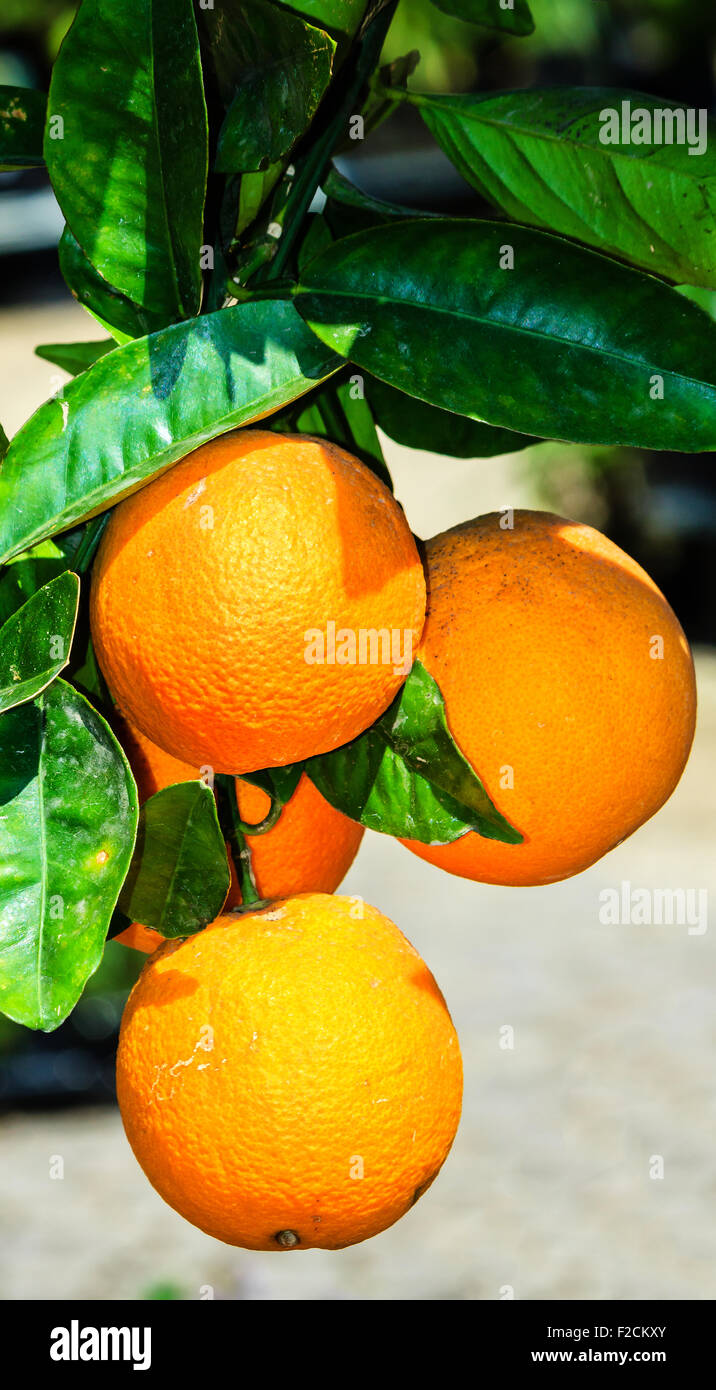 Ripe oranges on the tree Stock Photo - Alamy