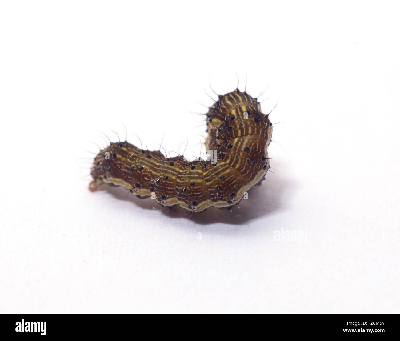 Close up of worm isolated on white background Stock Photo - Alamy