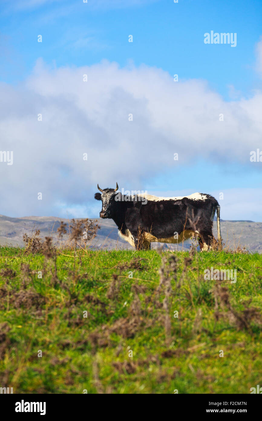 Cow side view hi-res stock photography and images - Alamy