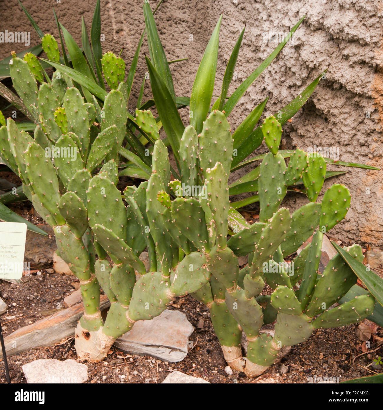 Opuntia cactaceae hi-res stock photography and images - Alamy