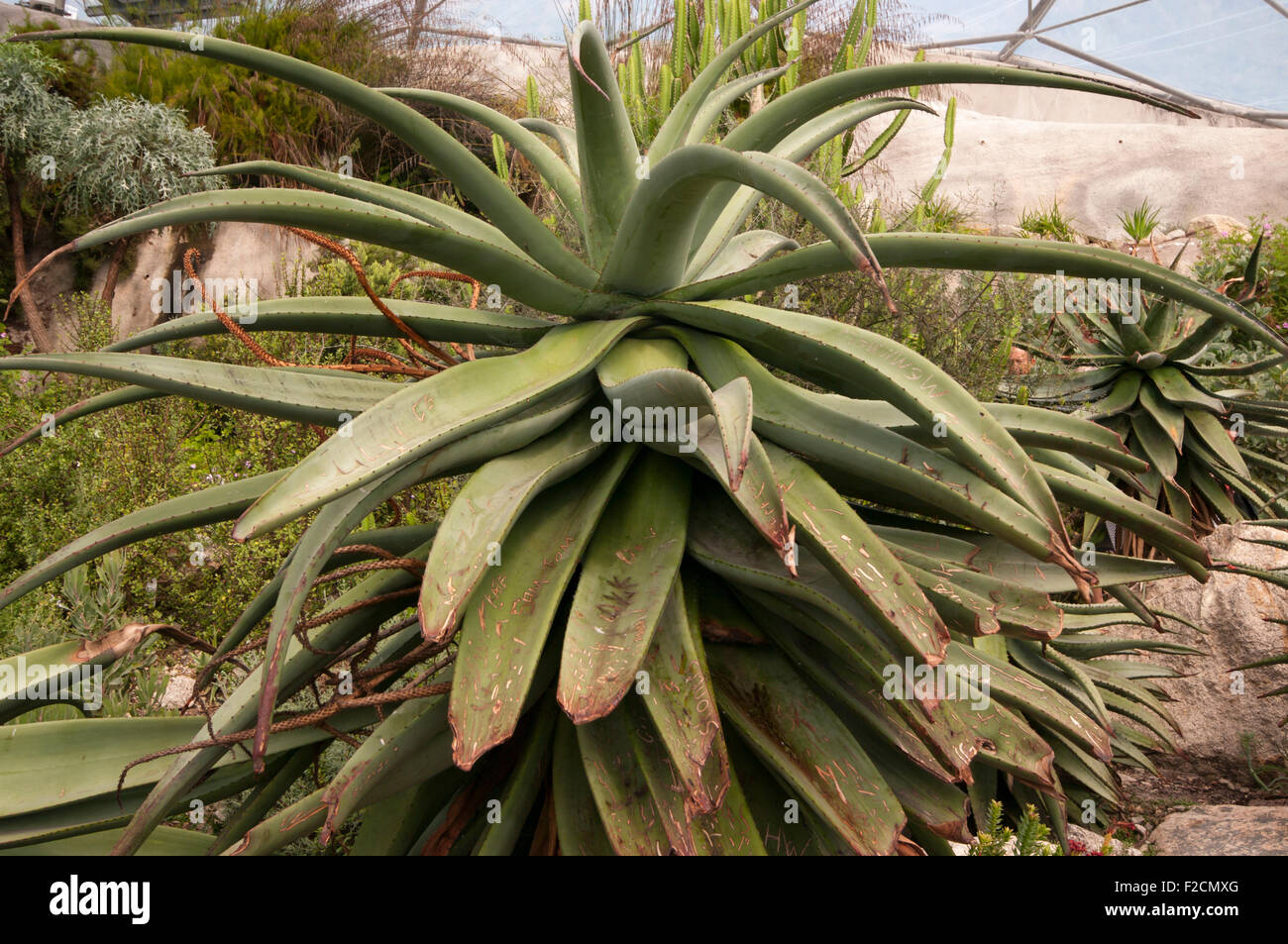 Cape Aloe Ferox Cactus Stock Photo - Alamy
