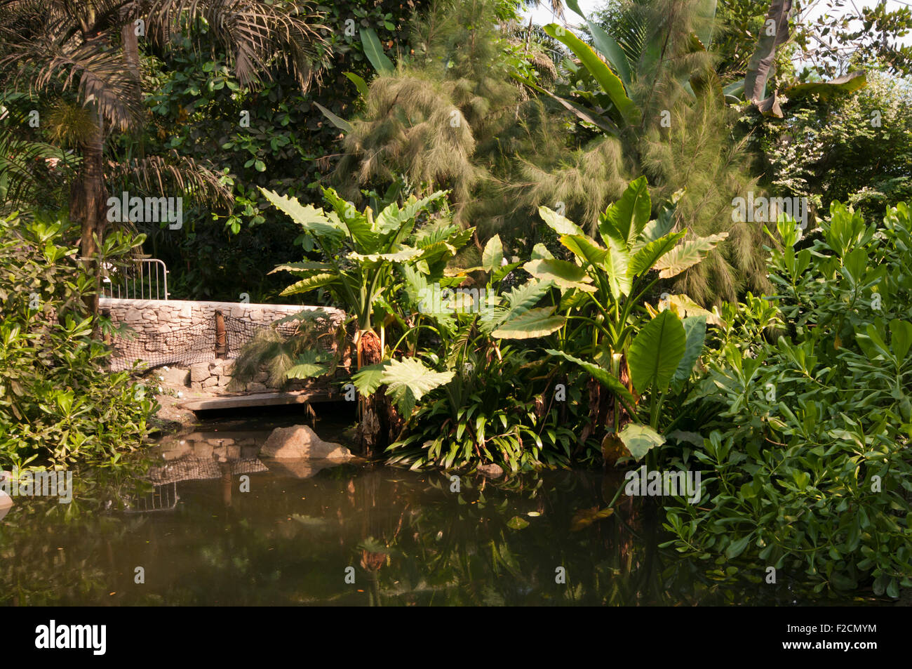 View Inside The Tropical Biome at The Eden Project Cornwall England UK ...