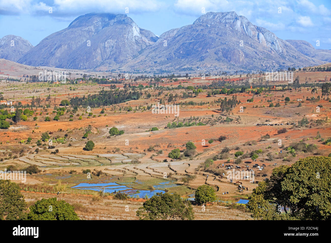 Rice paddies in Central Highlands and cattle herders on their way to ...