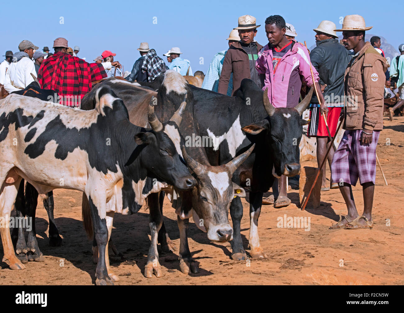 Malagasy cattle herders / cattlemen and merchants at the weekly zebu ...