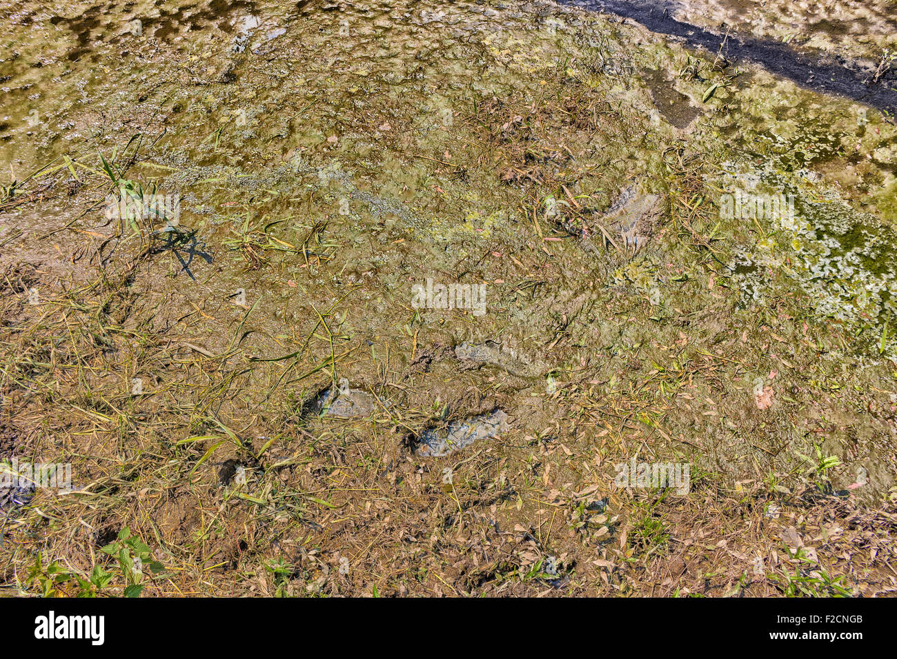 Boot footprints in mud hi-res stock photography and images - Alamy