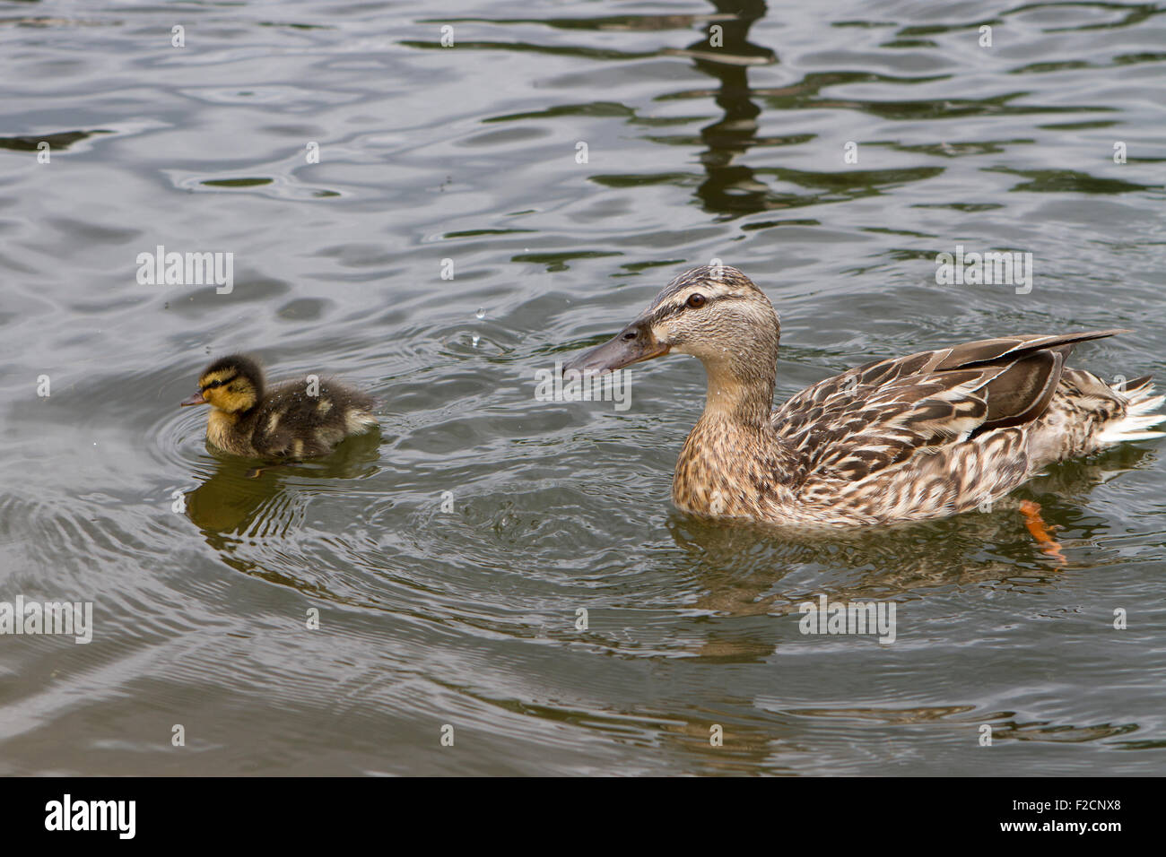 Duck and Duckling at hide park Stock Photo - Alamy
