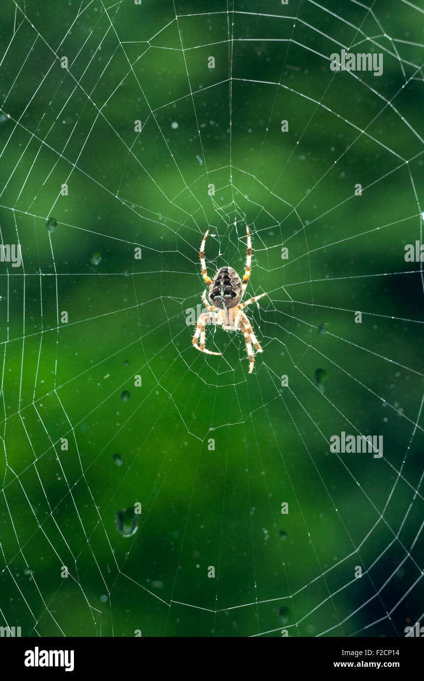 Common garden spider in centre of web, green garden background, shot ...
