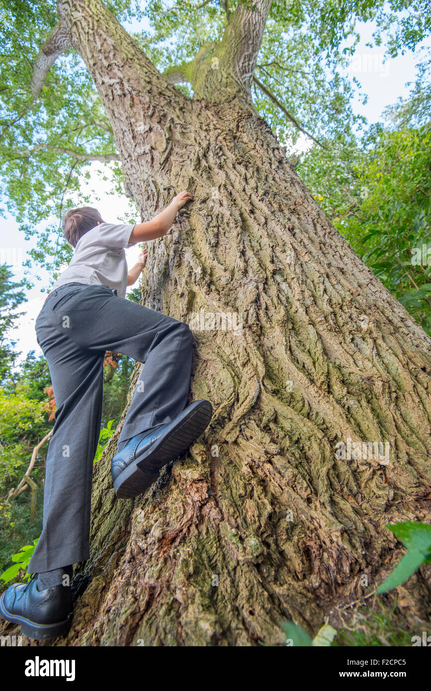Boy of 9 years attempting to climb a large tree wide angle Stock Photo ...