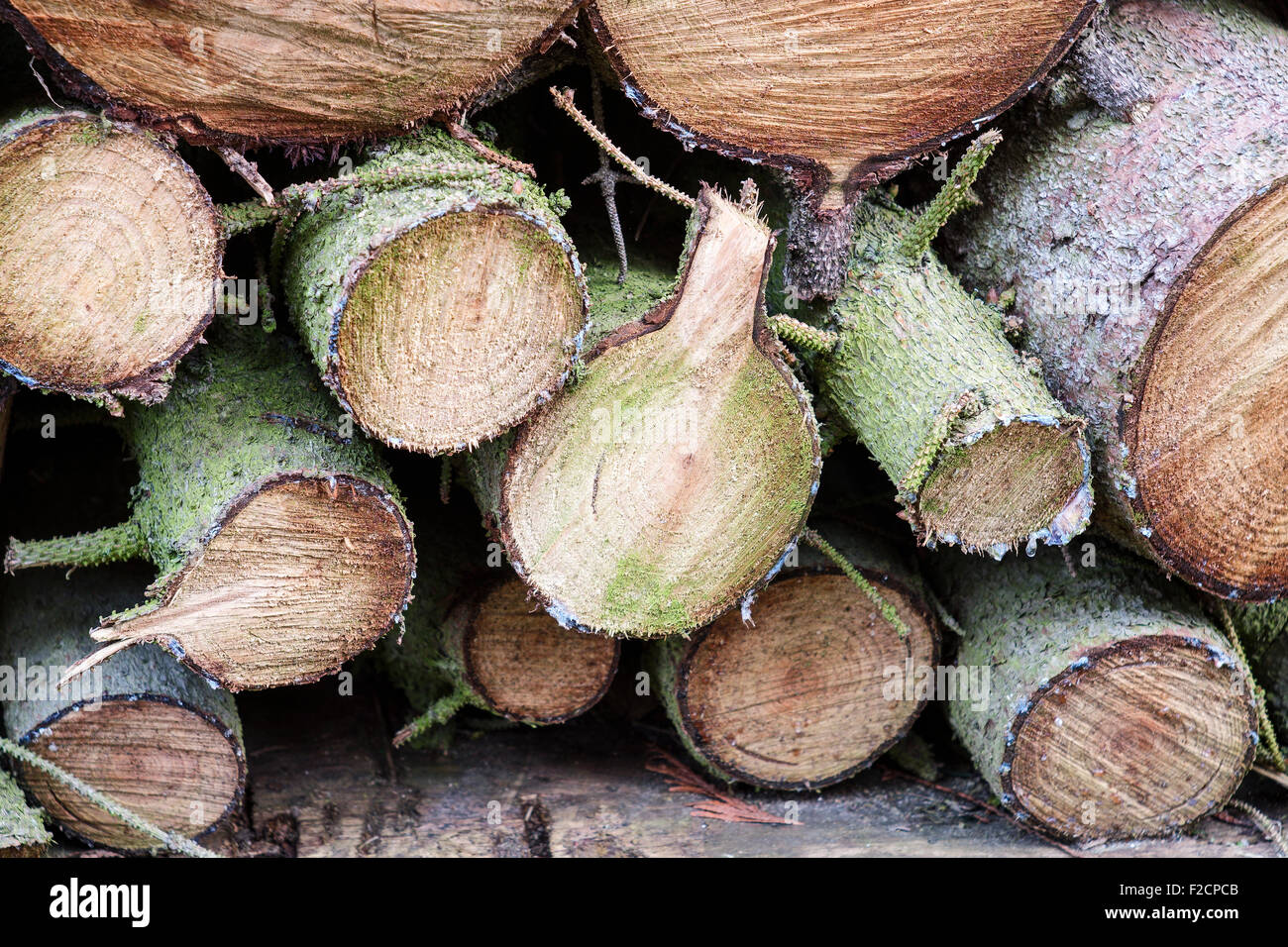 Logged wood hi-res stock photography and images - Alamy