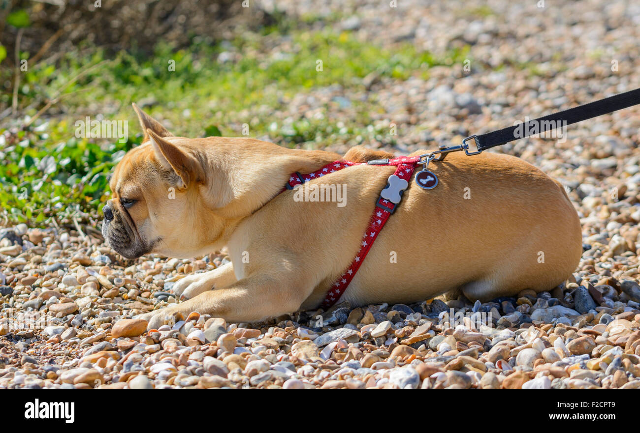 French Bulldog - Side view of a fawn French Bulldog (also known as a ...