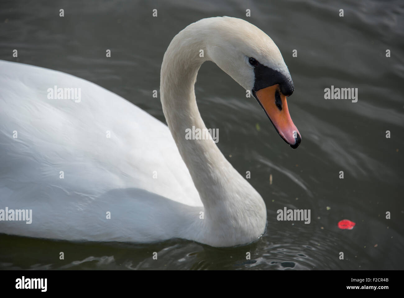 Swan close up Stock Photo - Alamy