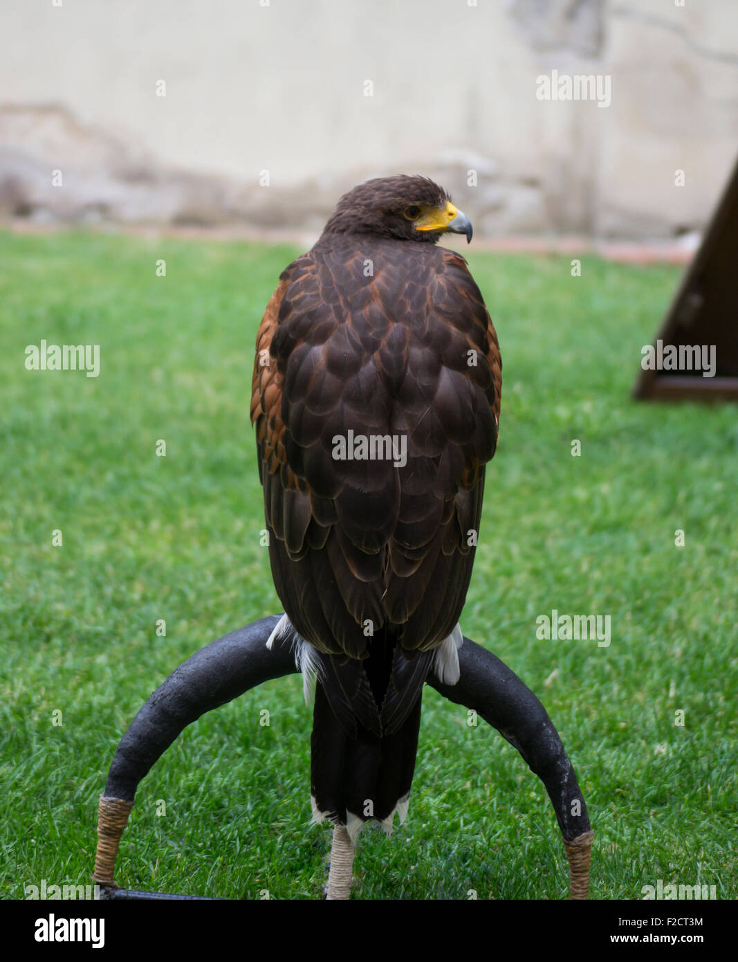 a trained eagle in a park Stock Photo - Alamy
