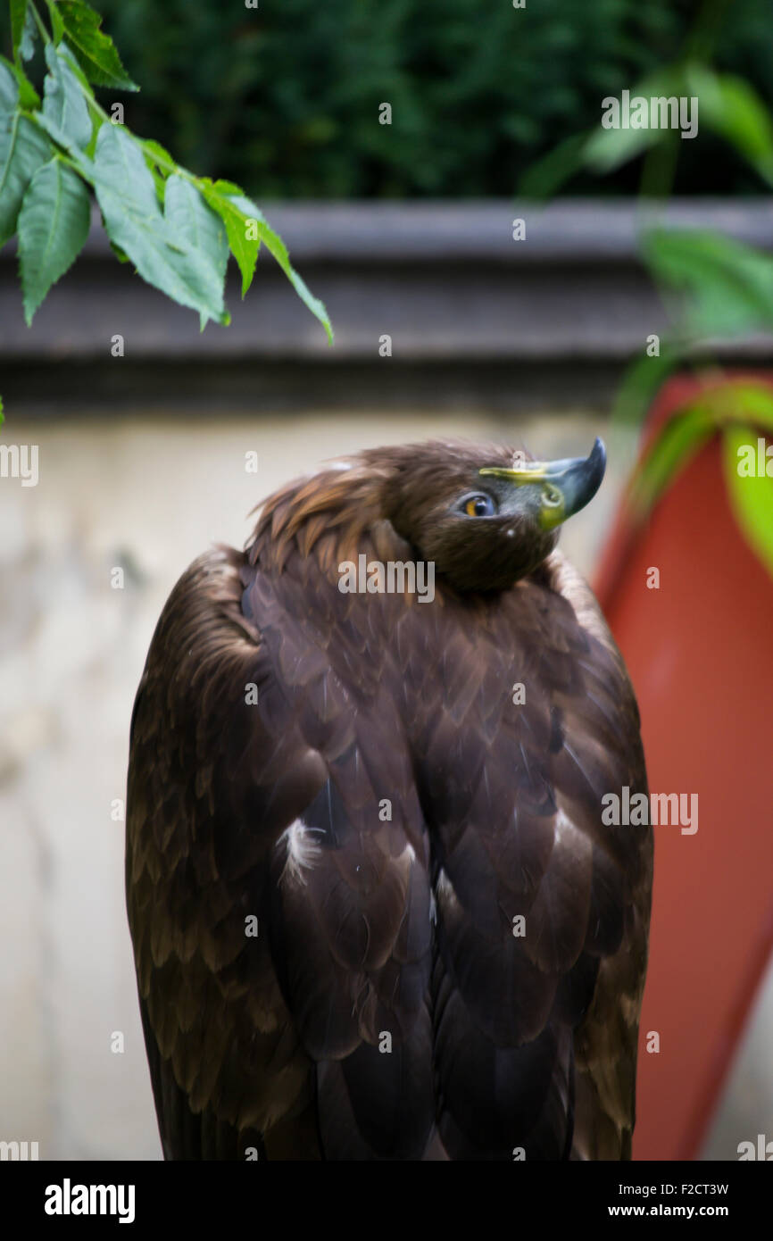 a tamed eagle Stock Photo - Alamy