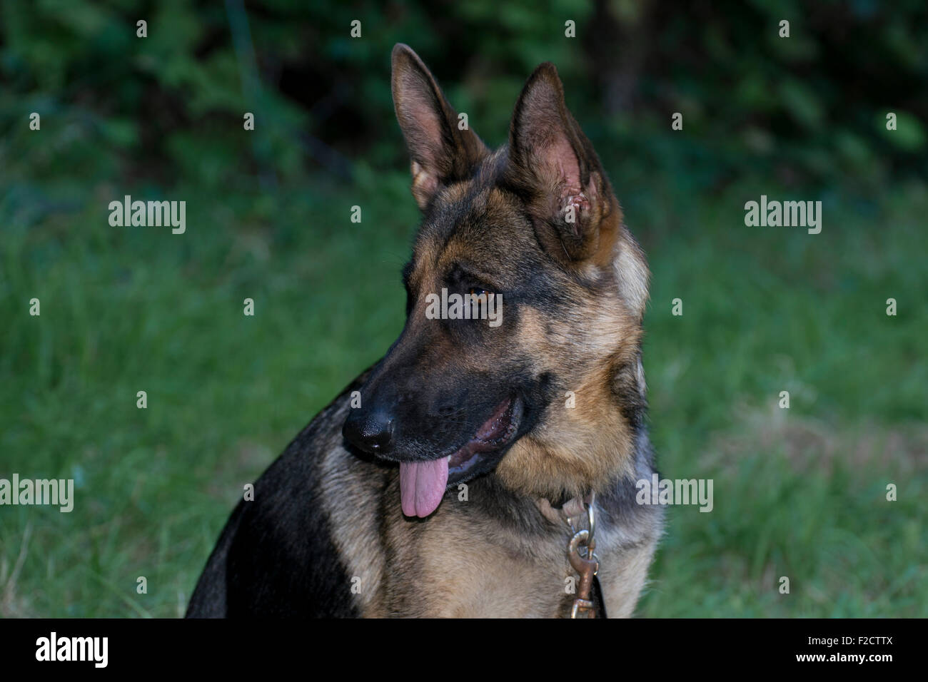 Sheppard and his dog hi-res stock photography and images - Alamy