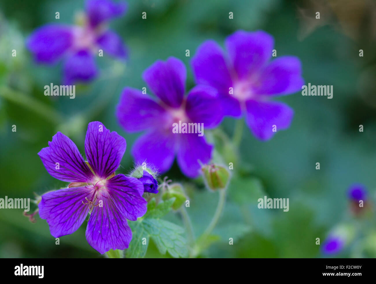 Blue geranium hi-res stock photography and images - Alamy