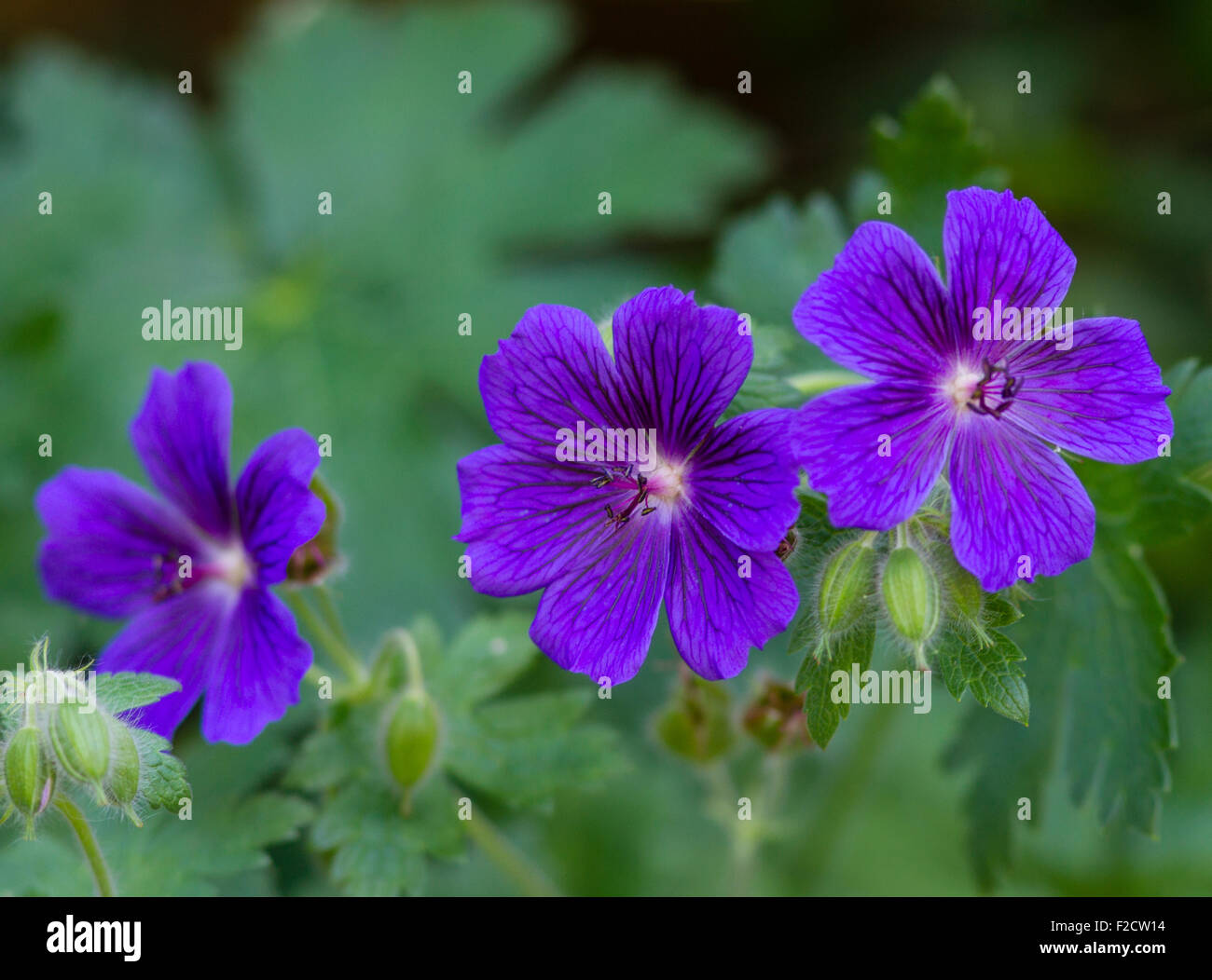 Blue geranium hi-res stock photography and images - Alamy