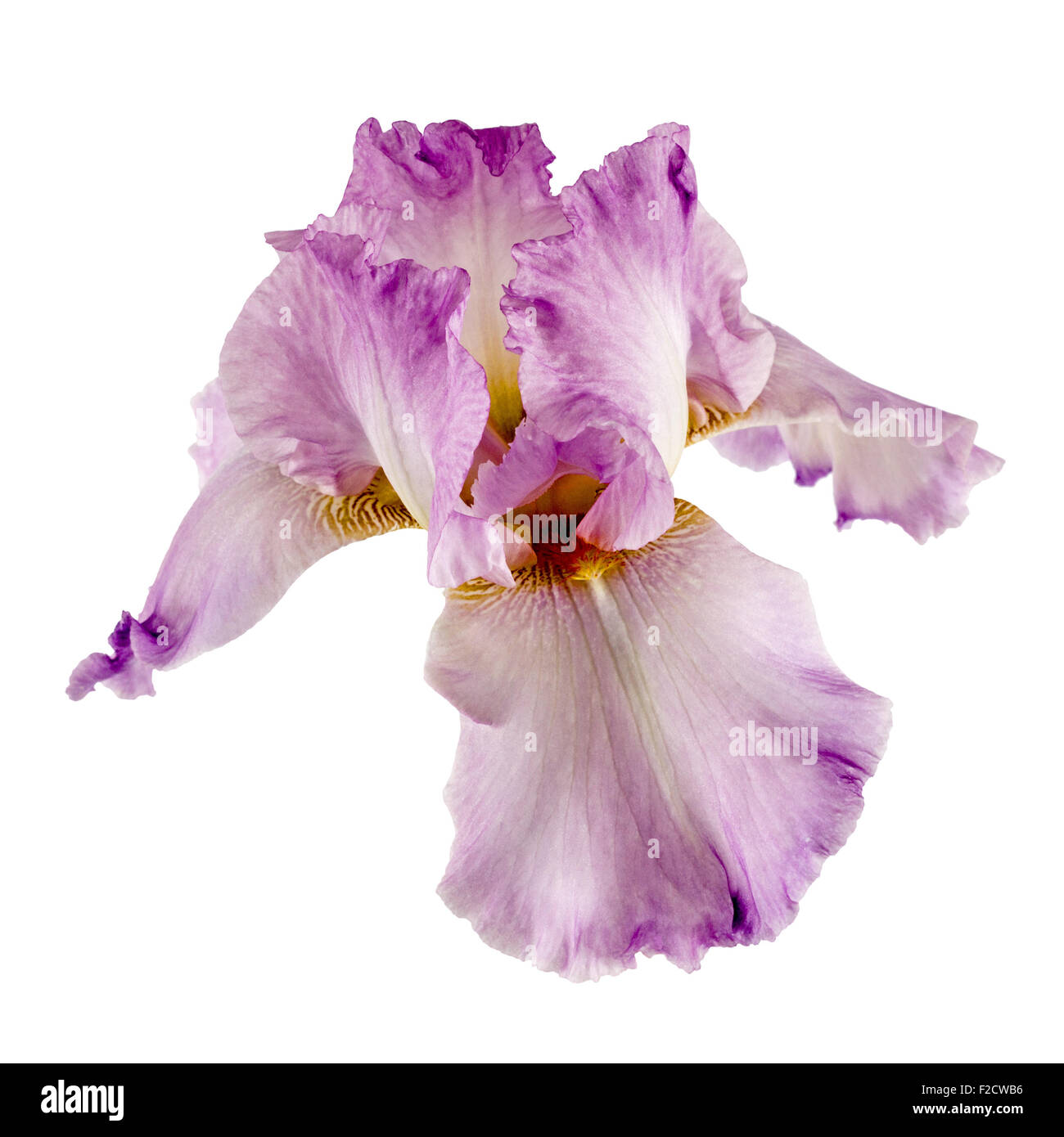 Violet flower of iris, isolated on white background Stock Photo - Alamy