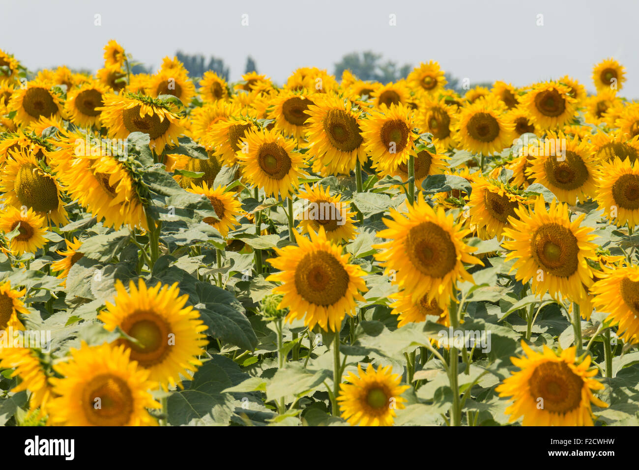 Field of blooming sunflowers in the Provence, France - horizontal Stock ...