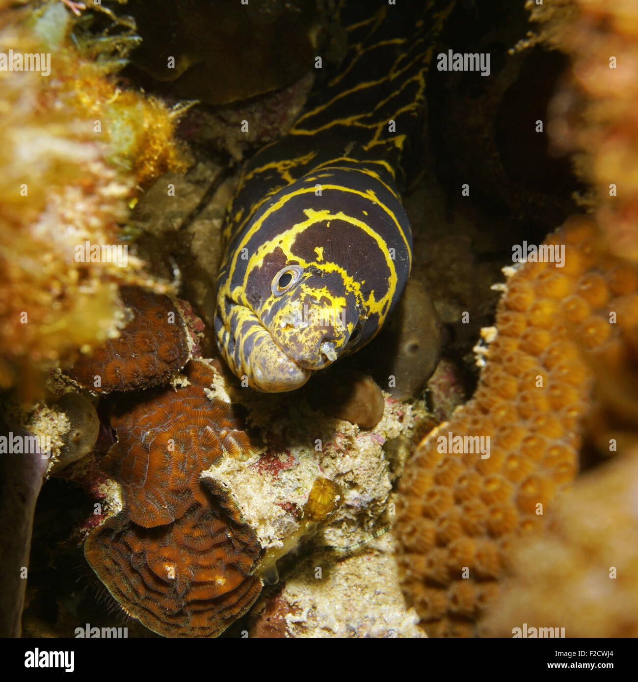 Chain moray eel head underwater hidden in a hole of the reef, Caribbean ...