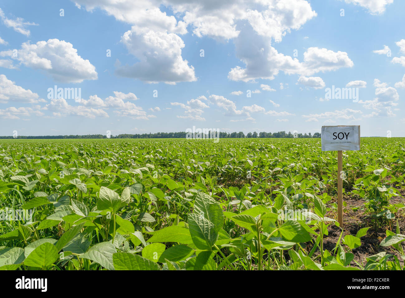 Endless green field with soybean harvest on a summer day under a blue ...