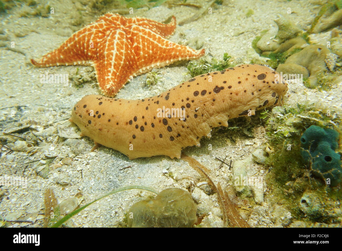 Underwater creature, three-rowed sea cucumber, Isostichopus badionotus ...