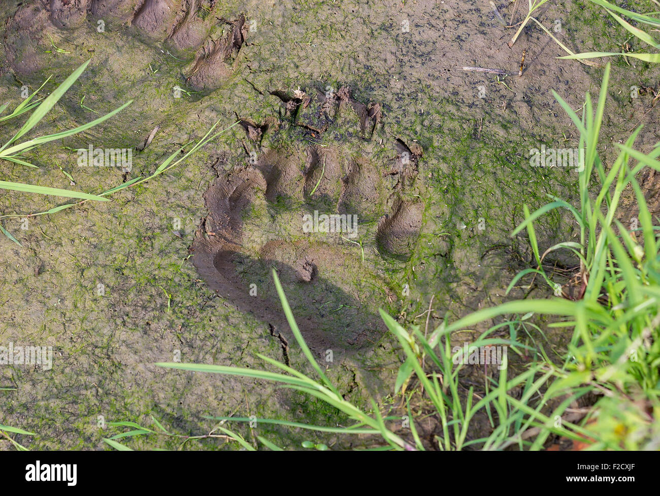 Footprint track tracks bear hi-res stock photography and images - Alamy
