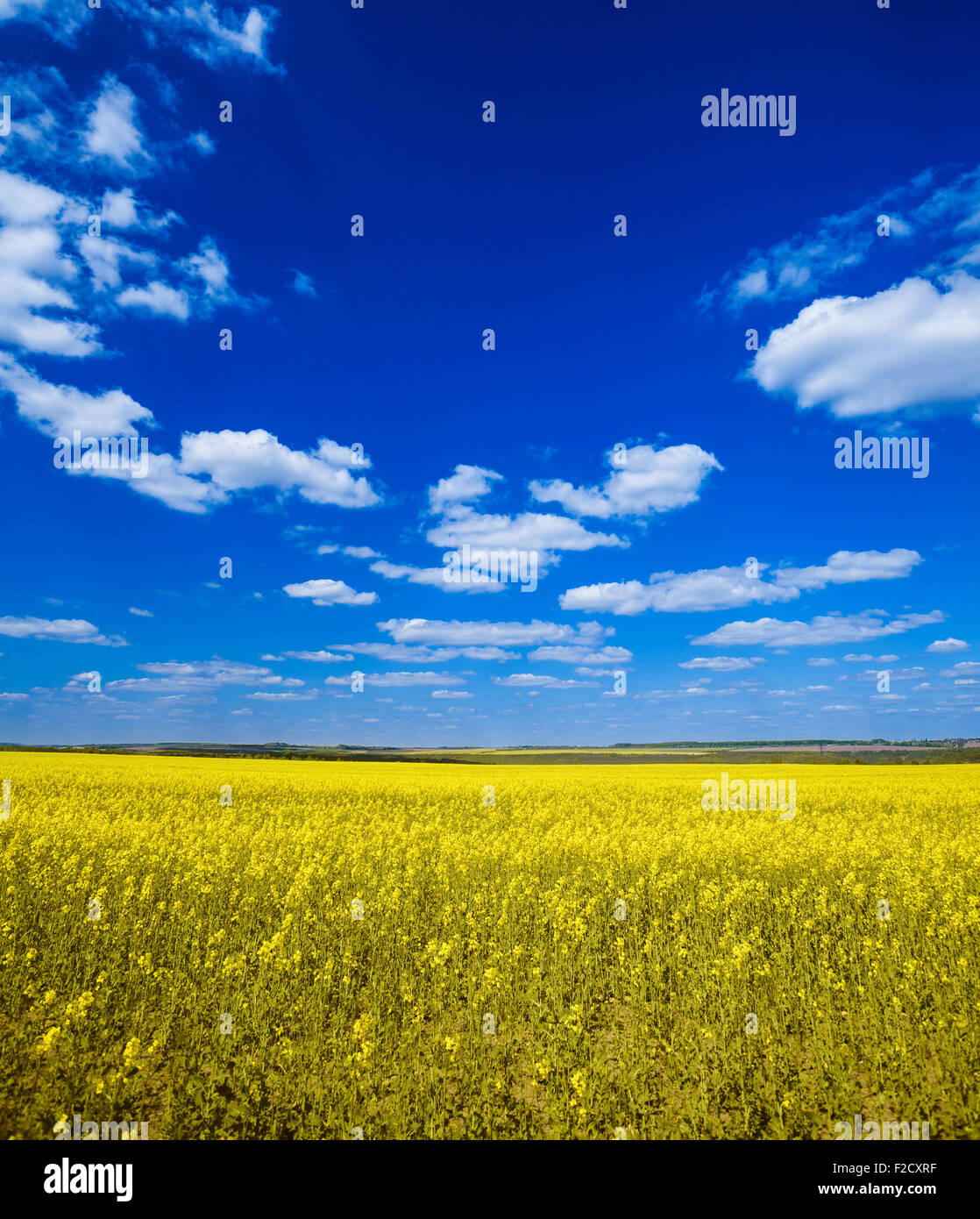 Cloud rapeseed hi-res stock photography and images - Alamy